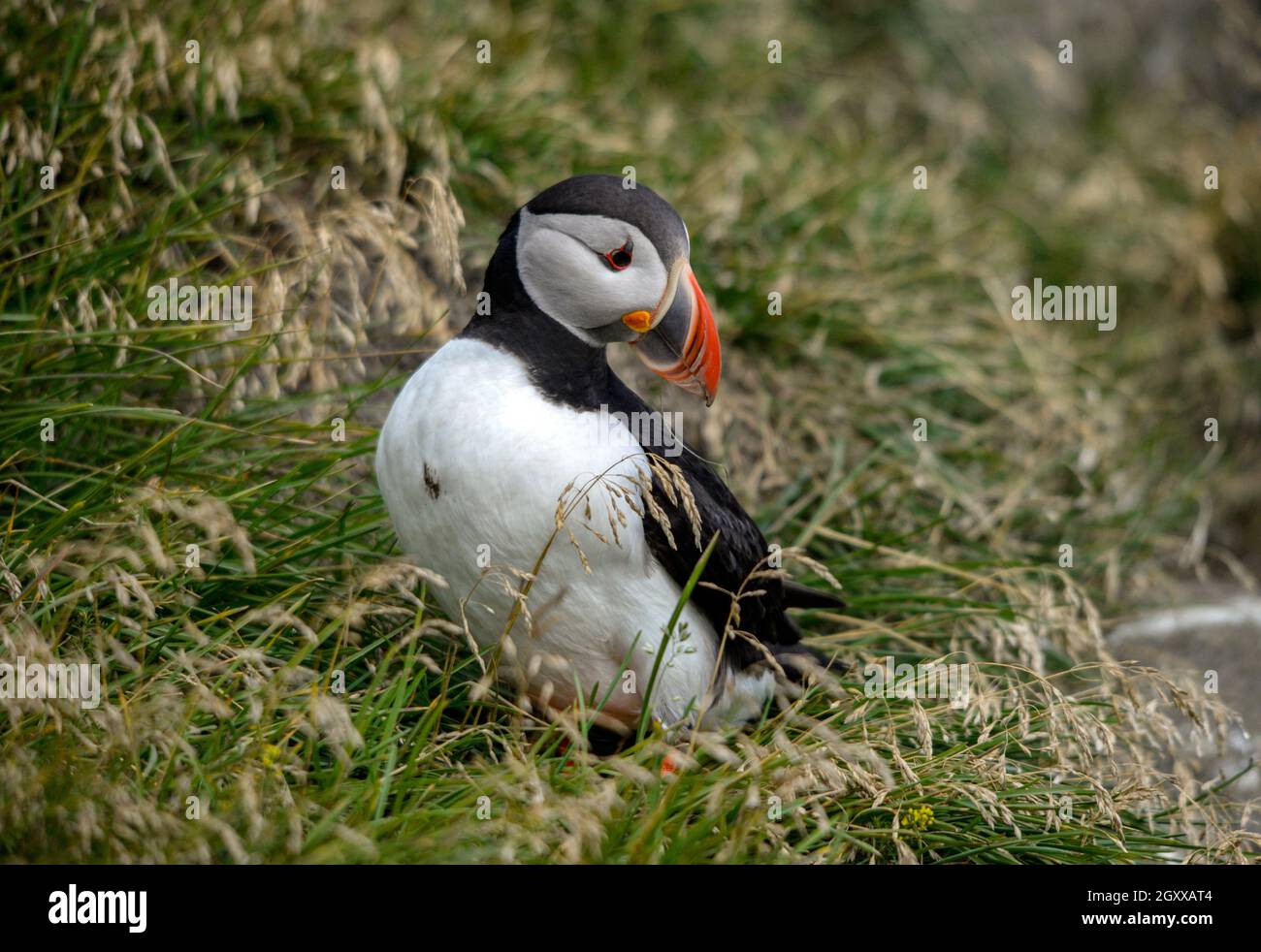 The Atlantic puffin, also known as the common puffin Stock Photo - Alamy