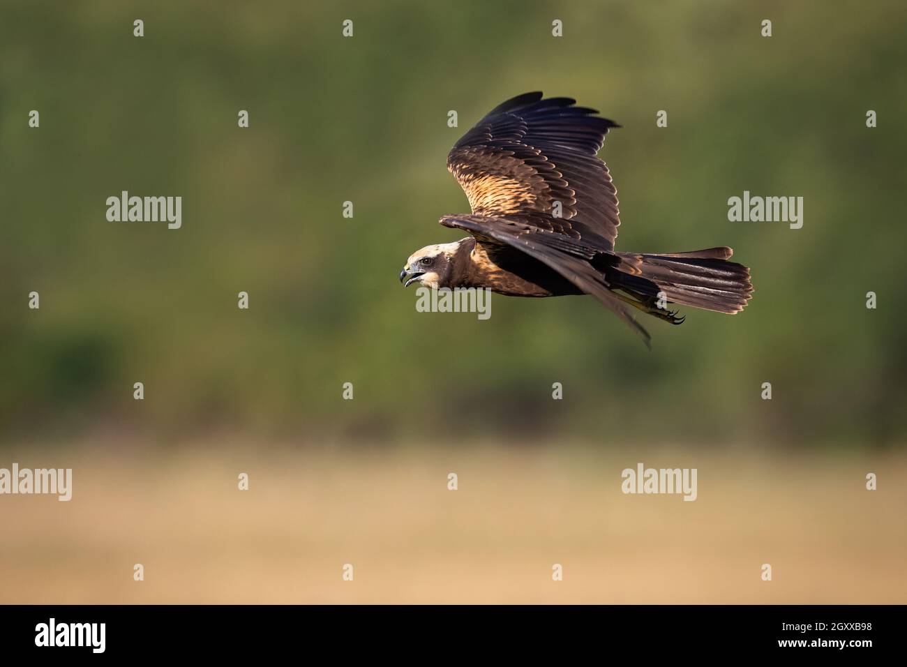 Long wing harrier hi-res stock photography and images - Alamy