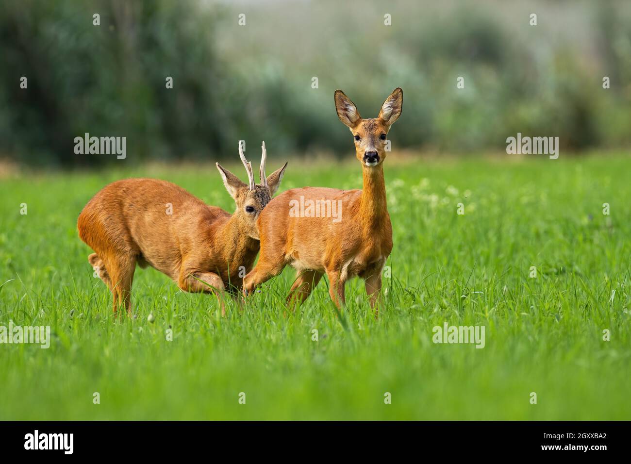 Doe smelling antlers hi-res stock photography and images - Alamy