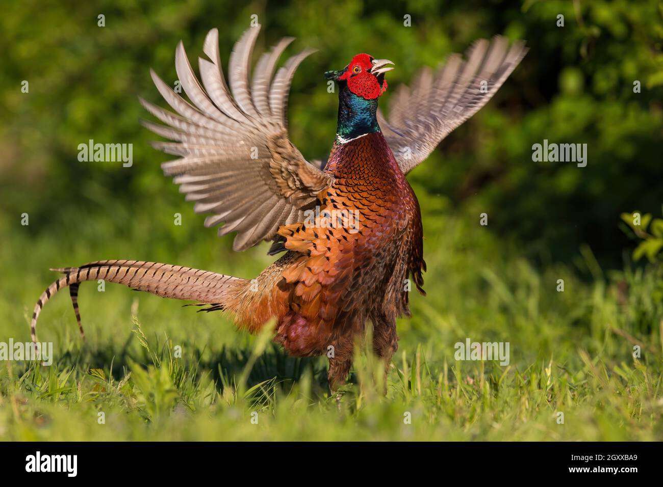 Common pheasant, phasianus colchicus, showing off and calling on a ...