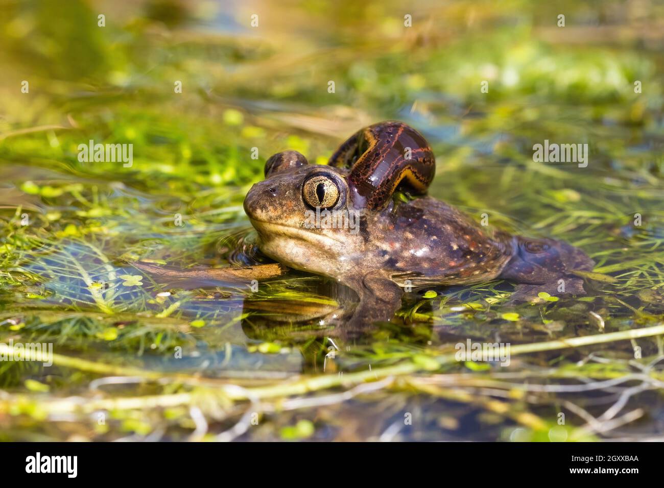 European Spadefoot Toad, Pelobates fuscus, with leech attached to neck ...