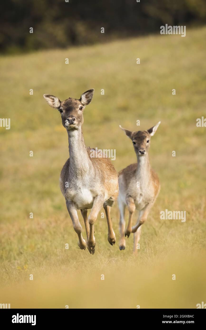 Animal Running Away From Danger