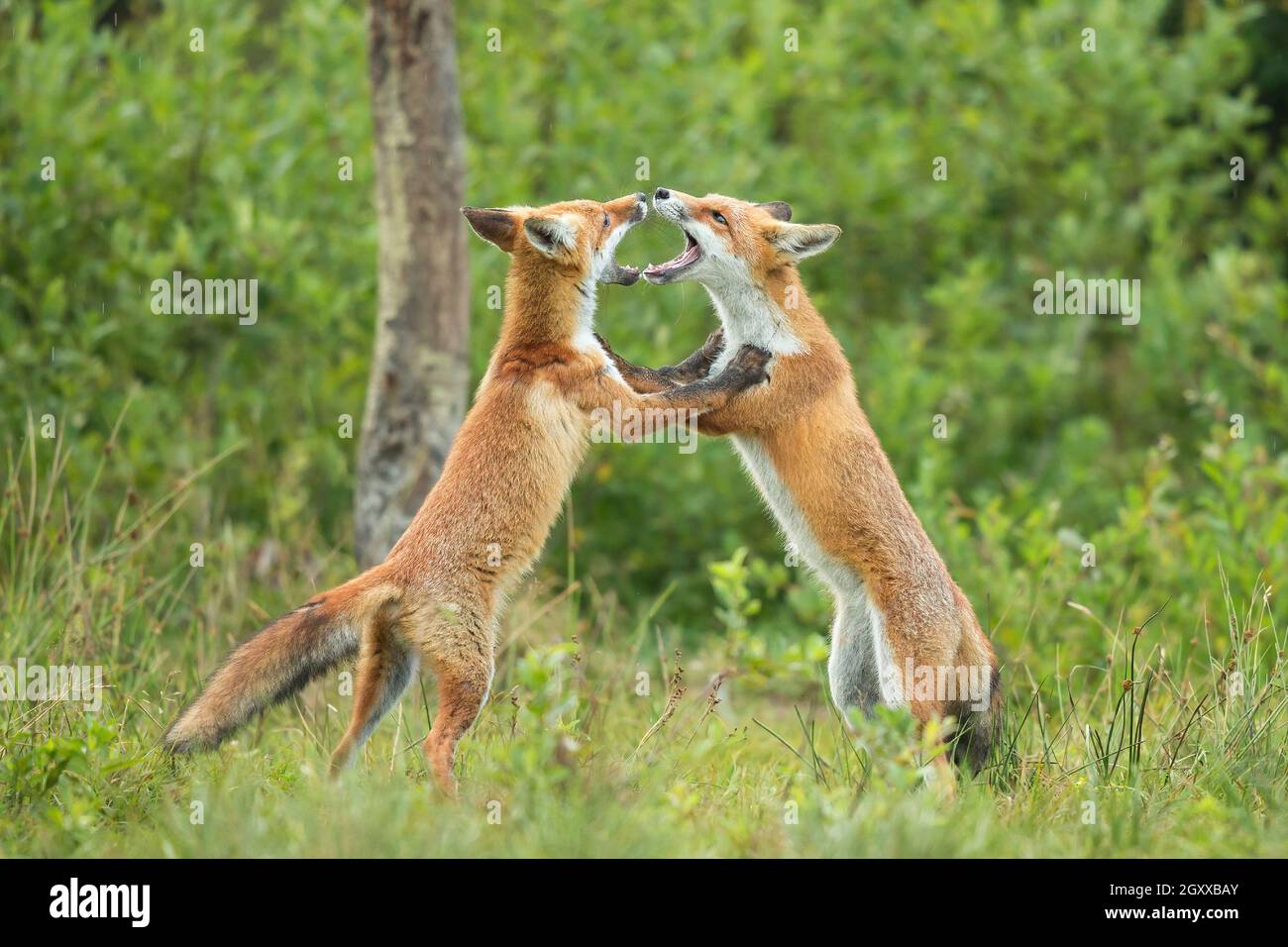 Two red fox, vulpes vulpes, puppies biting and scratching each other ...