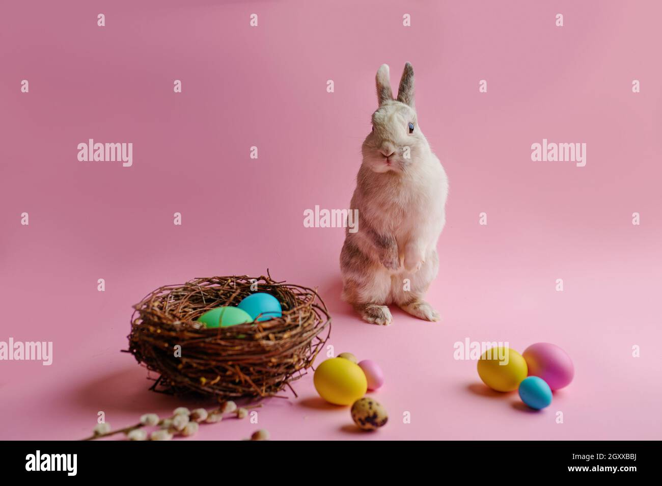 Colorful easter eggs and rabbit on pink background. Paschal food, event ...