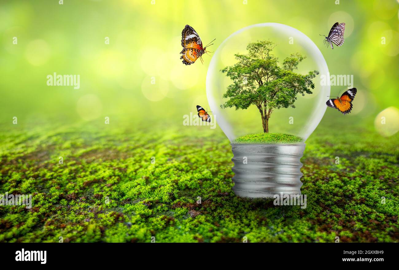 The bulb is located on the inside with leaves forest and the trees are ...
