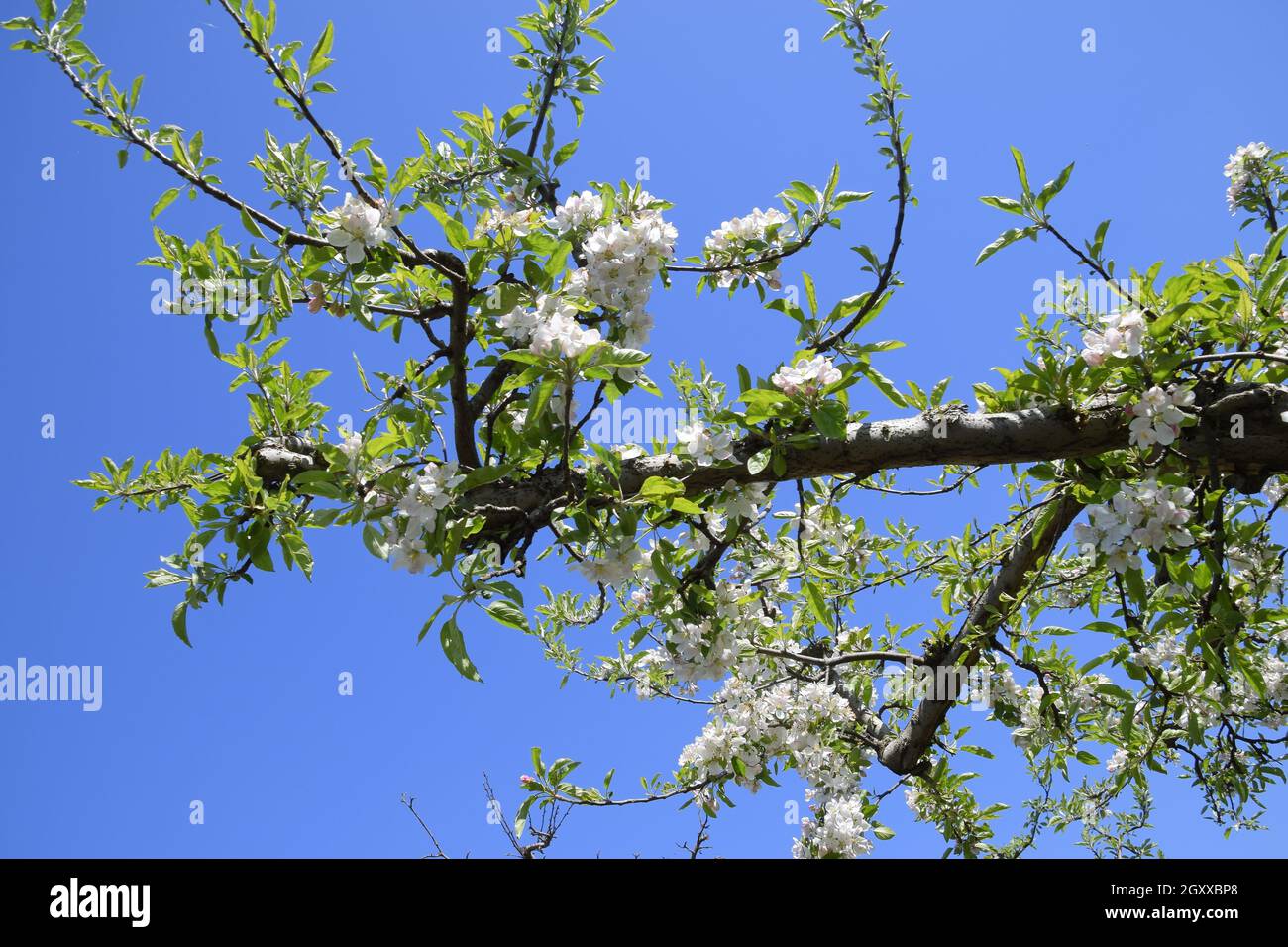 Blooming apple orchard. Adult trees bloom in the apple orchard. Fruit ...