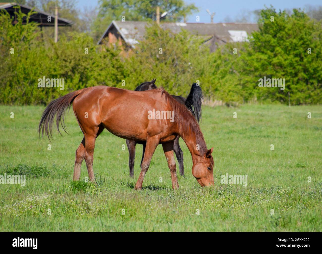 Horses graze in the pasture. Paddock horses on a horse farm. Walking ...