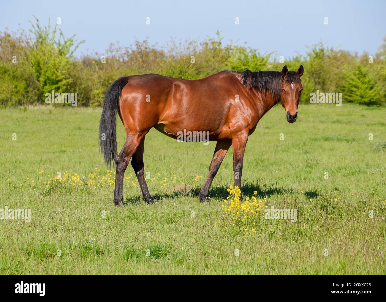 Horses graze in the pasture. Paddock horses on a horse farm. Walking ...