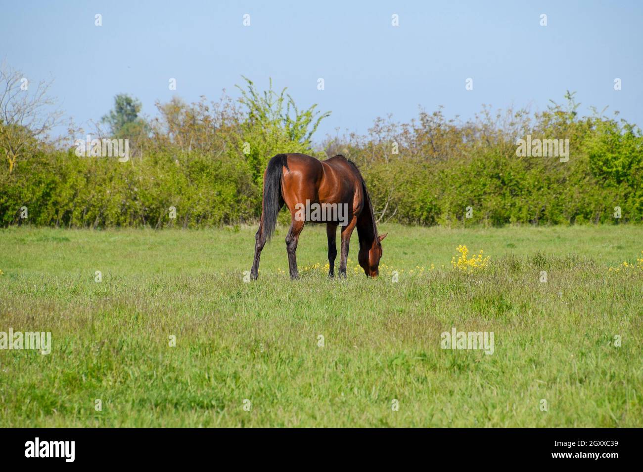 Horses graze in the pasture. Paddock horses on a horse farm. Walking ...