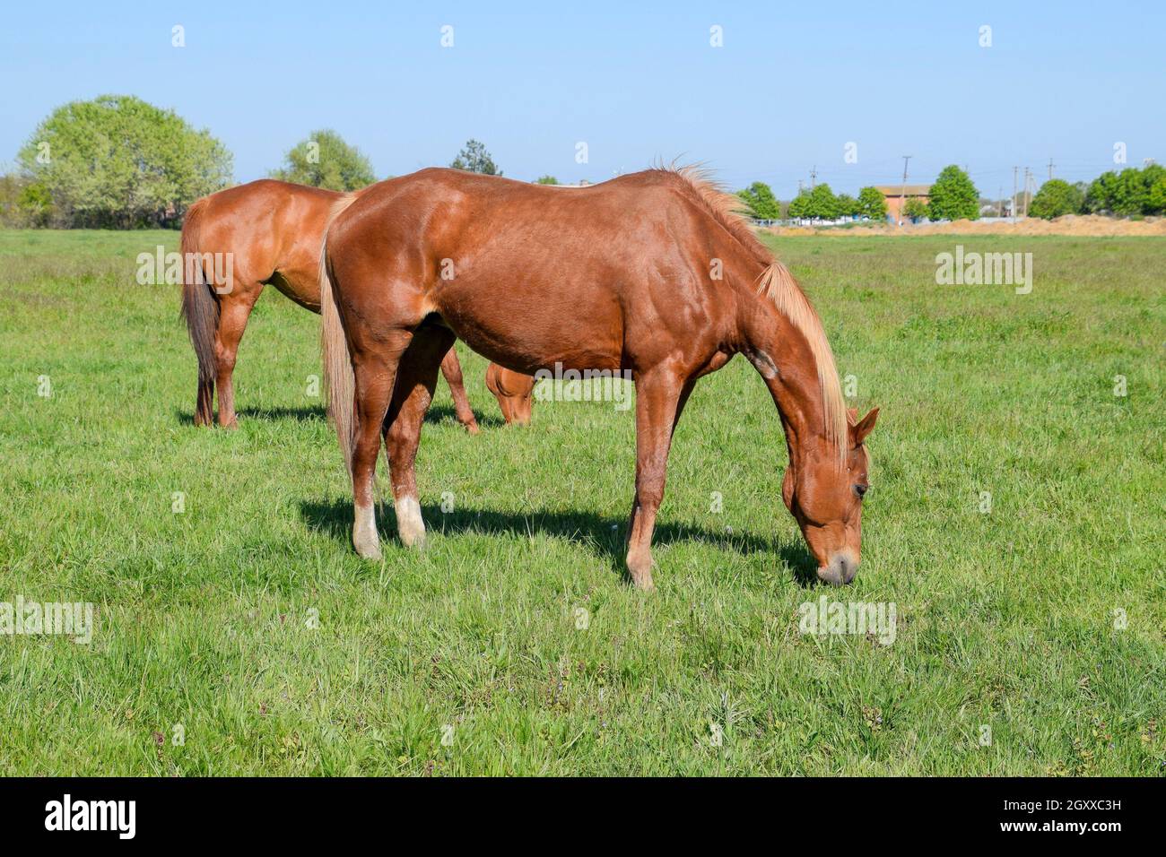 Horses graze in the pasture. Paddock horses on a horse farm. Walking ...