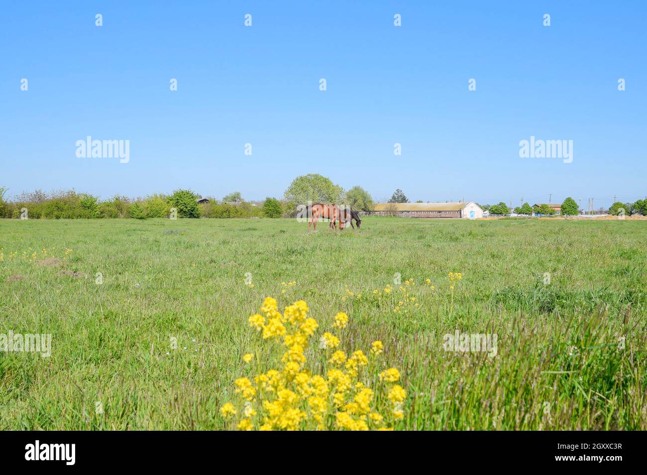 Horses on the grass in the pasture. Yellow flowers on a horse ...