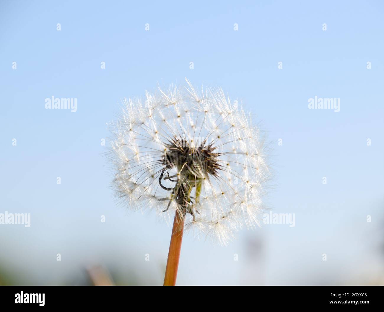 Ripened dandelion seeds. Fluffy dandelion. Dandelion in the meadow ...