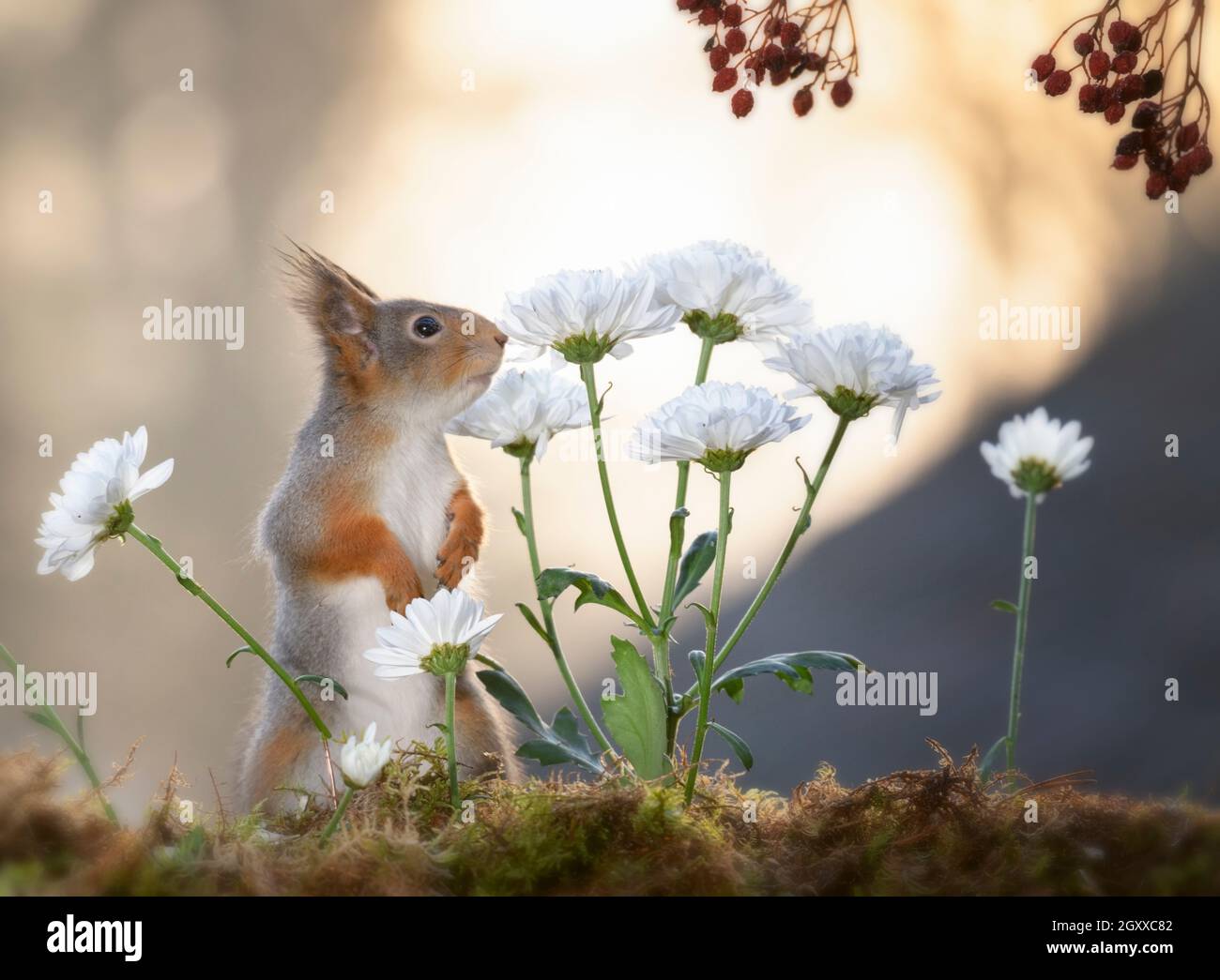 Red Squirrel Is Standing Between Flowers High Resolution Stock ...