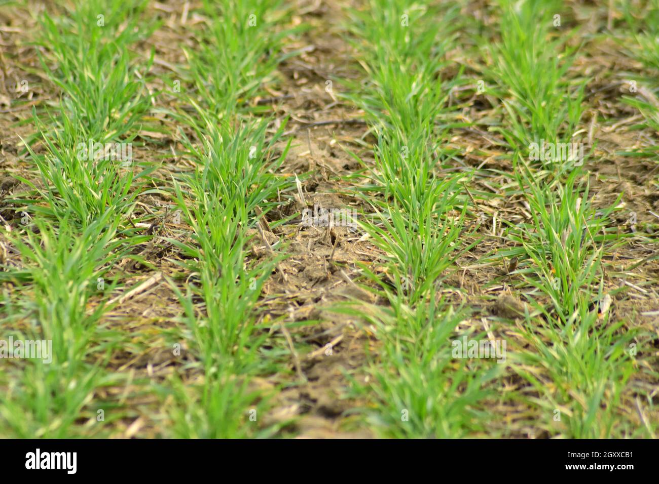 Spring winter wheat field. Shoots of wheat in a field on the ground ...