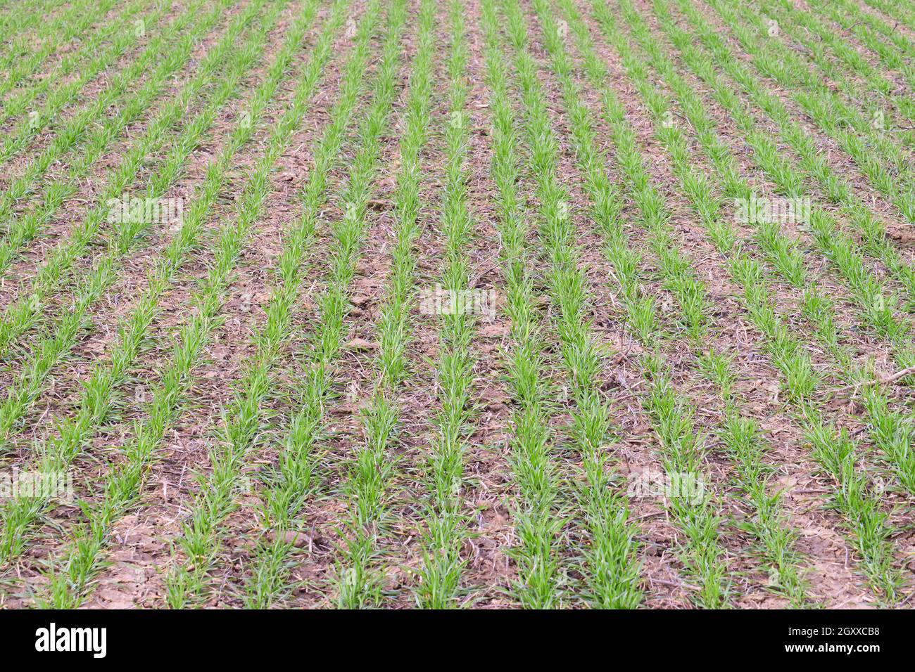 Spring winter wheat field. Shoots of wheat in a field on the ground ...