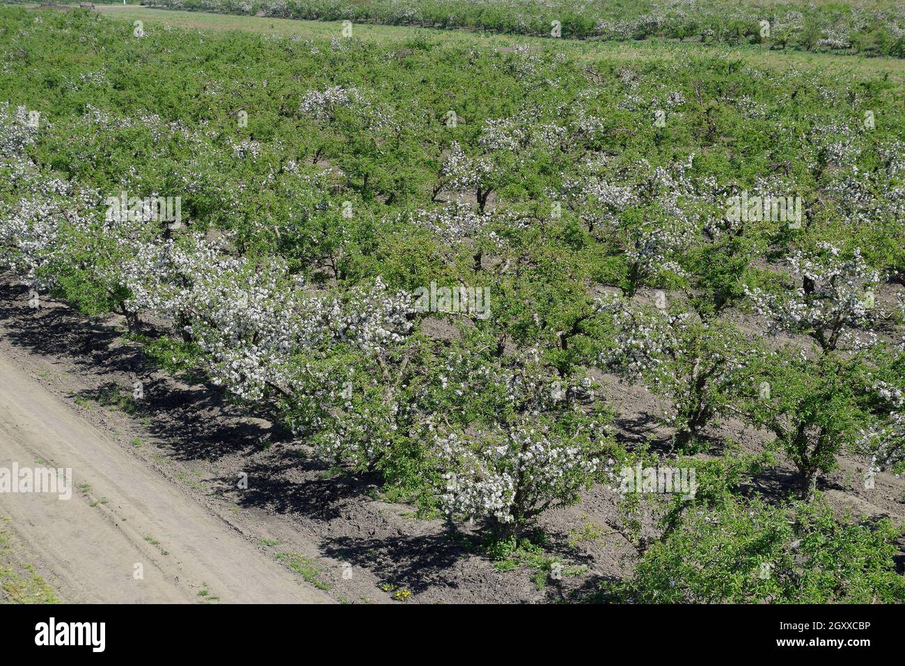 Blooming apple orchard. Adult trees bloom in the apple orchard. Fruit ...