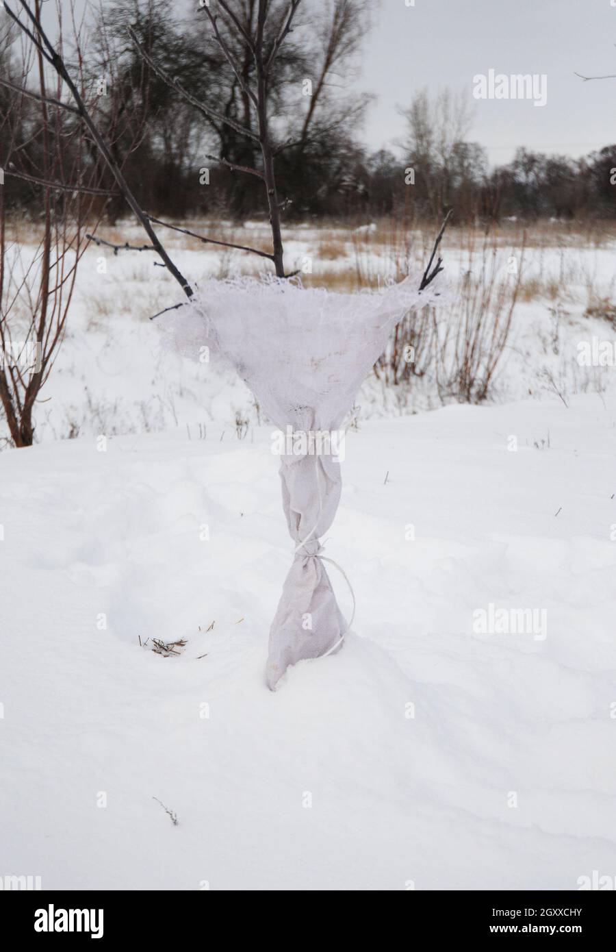 Protecting fruit trees from rodent damage in winter and insulation ...