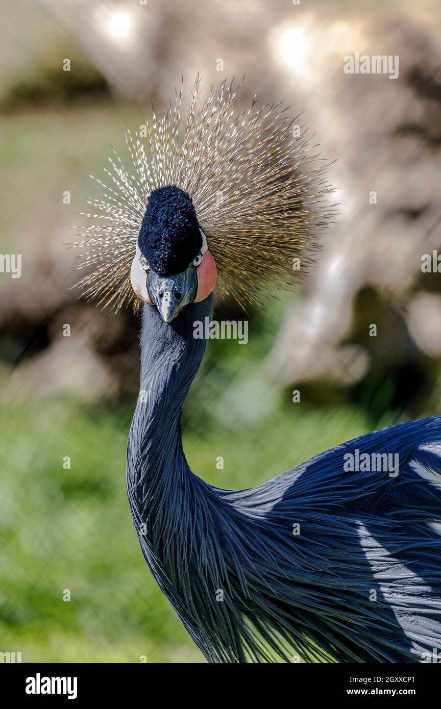 Portrait Crowned Crane baclground color green Stock Photo - Alamy