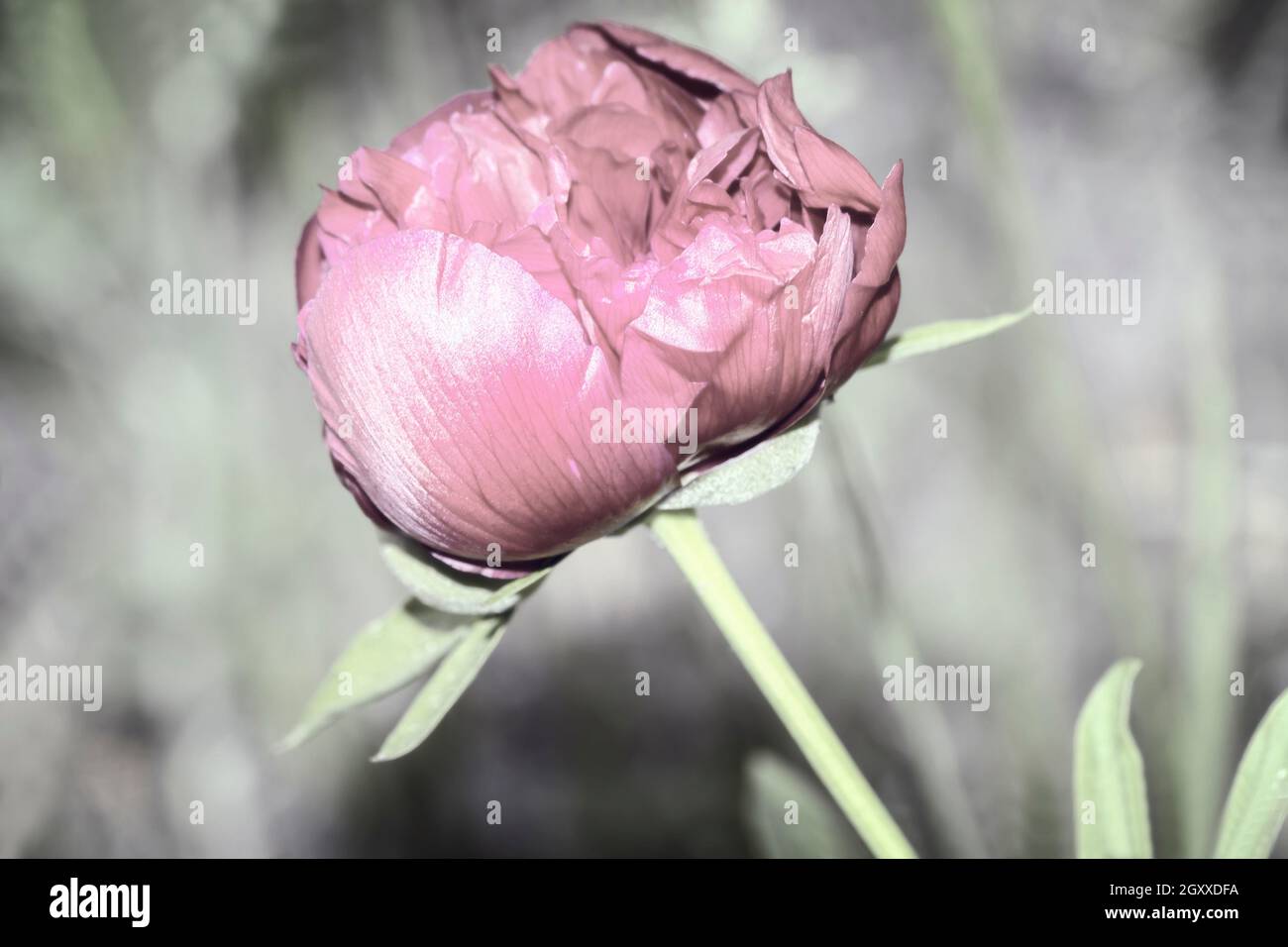 The beautiful pink large peony blossoming in a garden, is photographed ...