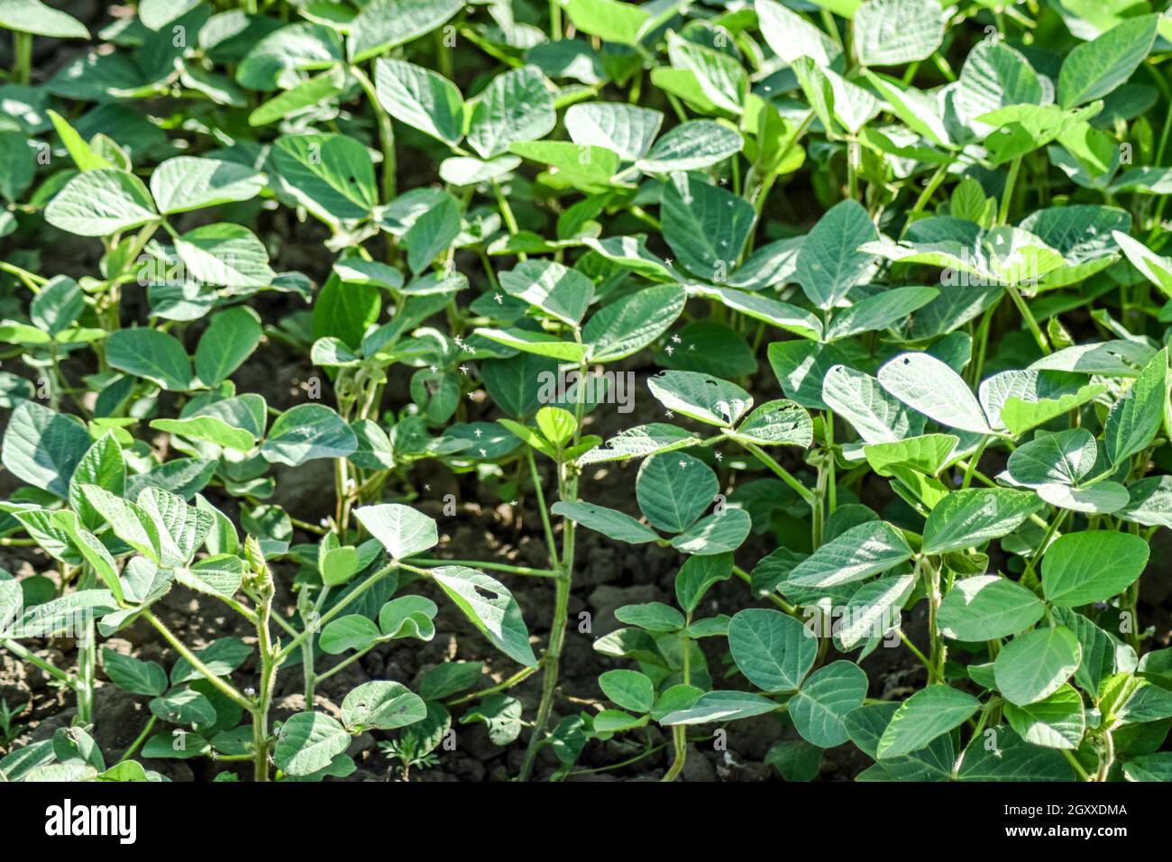 Soy field. Cultivation of soy in an open ground on fields of Kuban ...