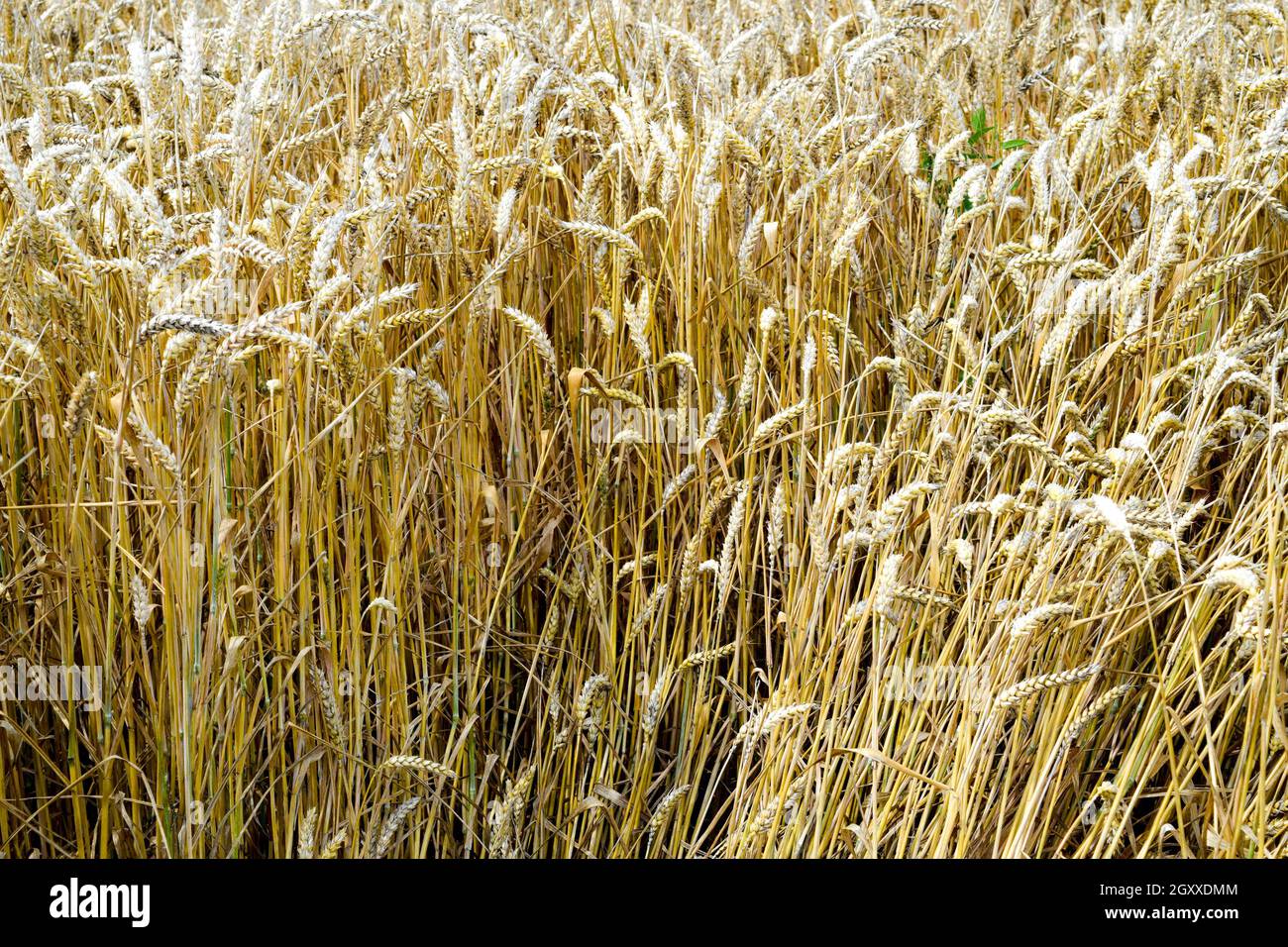 field of wheat. Photo Shooting quadrocopters field of ripe crops Stock ...
