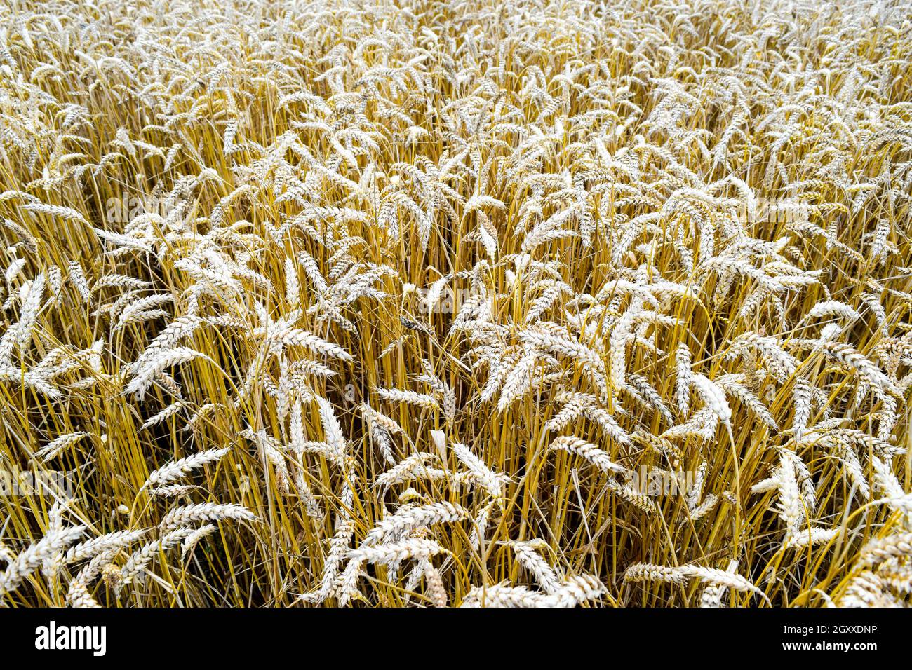 field of wheat. Photo Shooting quadrocopters field of ripe crops Stock ...