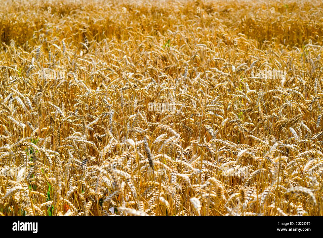 field of wheat. Photo Shooting quadrocopters field of ripe crops Stock ...