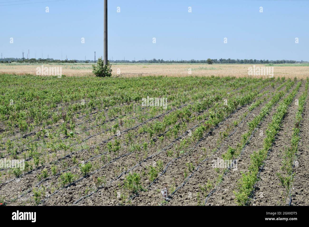 Field with seedlings of fruit trees. Reproduction of fruit crops Stock ...