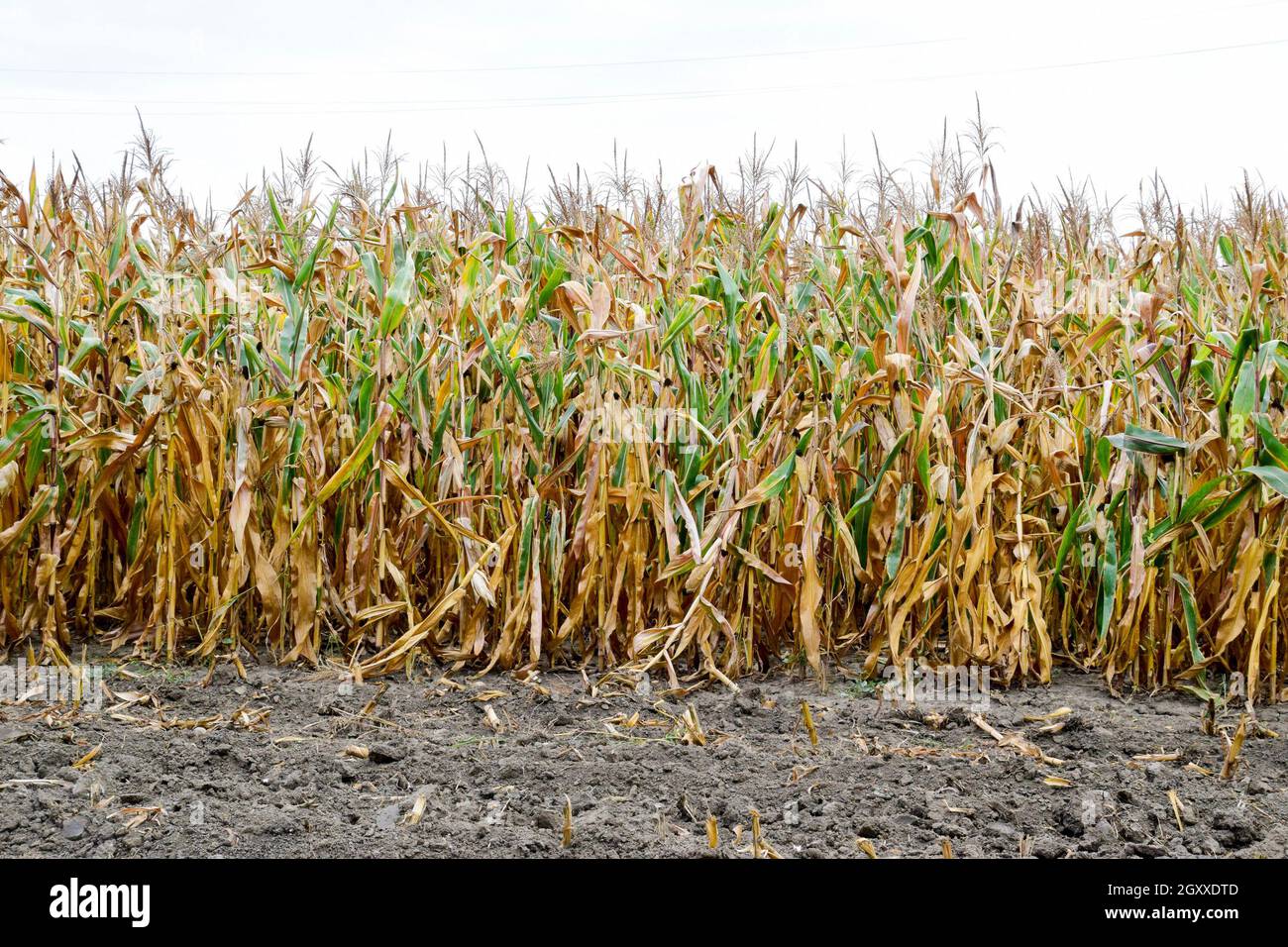 Ripened corn on the field. Almost dry stems of corn Stock Photo - Alamy