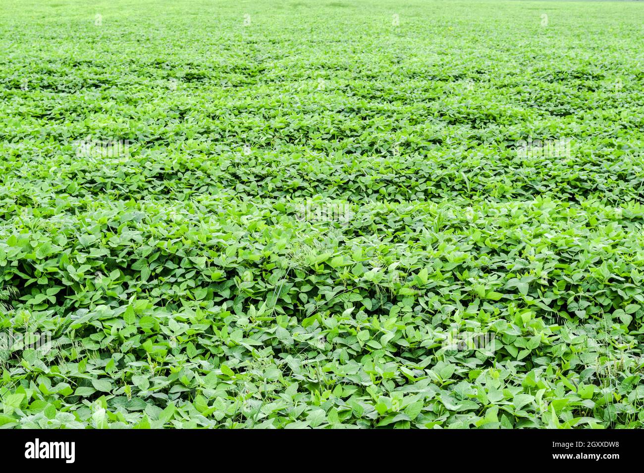 Soy field. Cultivation of soy in an open ground on fields of Kuban ...