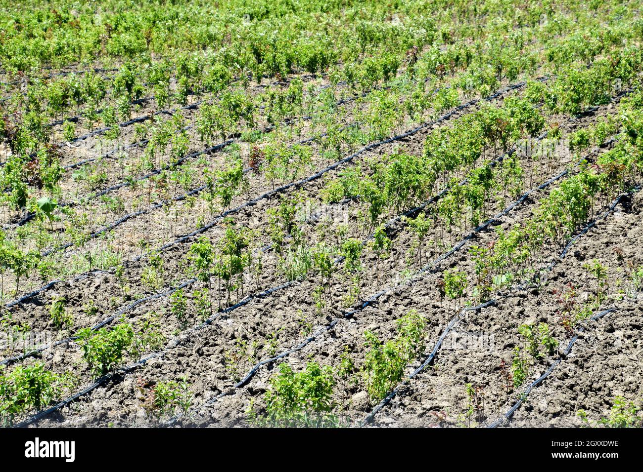 Field with seedlings of fruit trees. Reproduction of fruit crops Stock ...