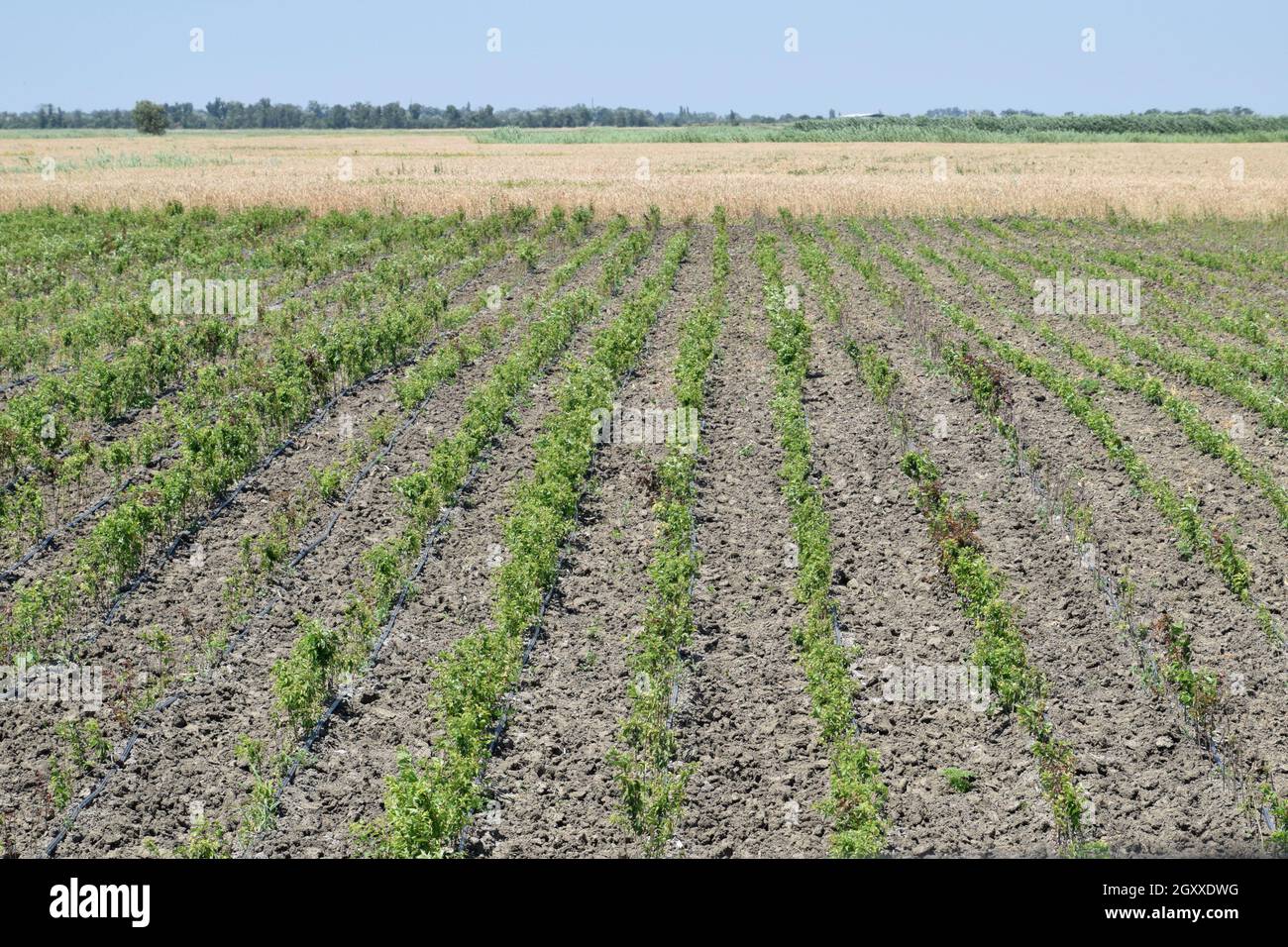 Field with seedlings of fruit trees. Reproduction of fruit crops Stock ...