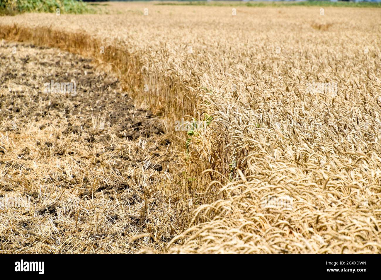 field of wheat. Photo Shooting quadrocopters field of ripe crops Stock ...