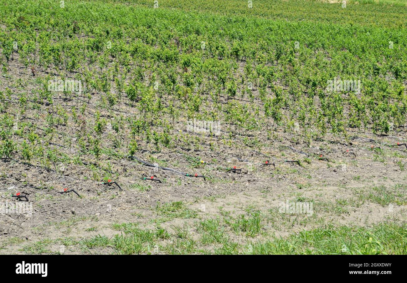 Field with seedlings of fruit trees. Reproduction of fruit crops Stock ...