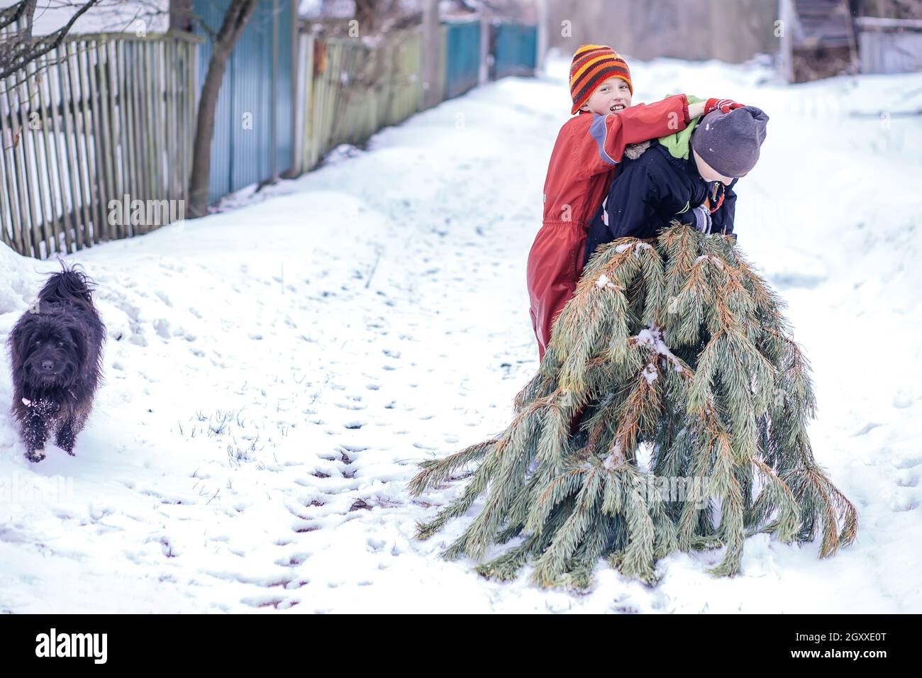 brothers fight on a snow-covered road. Boys drag Christmas tree to ...