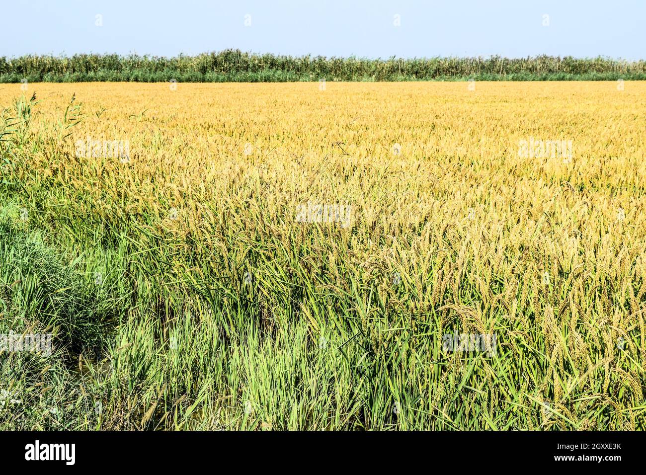 Field of rice in the rice paddies. Rice cultivation in temperate ...