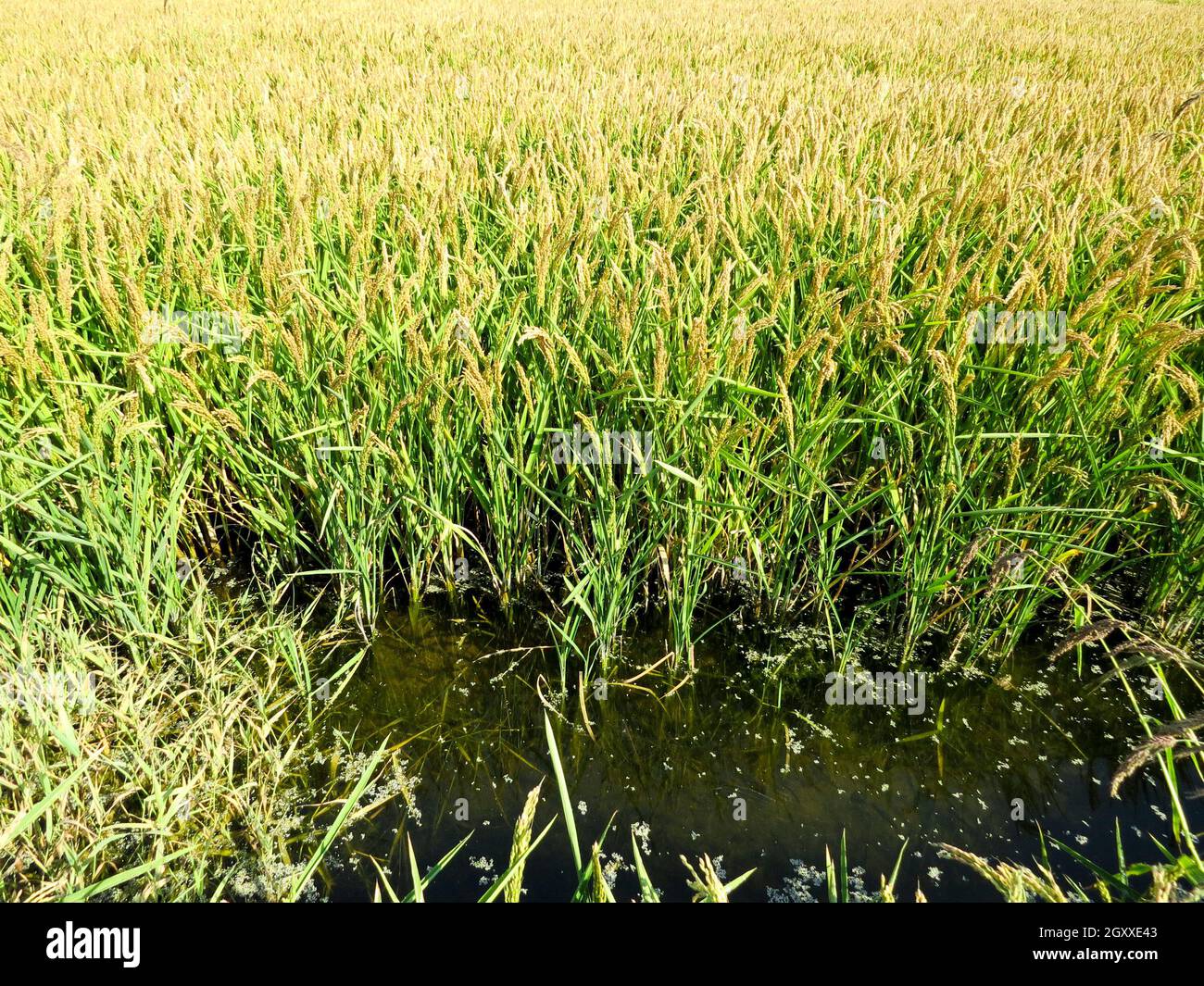 Field of rice in the rice paddies. Rice cultivation in temperate ...