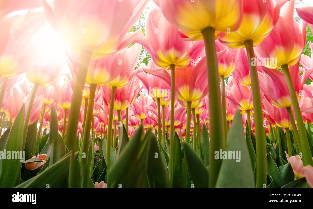 Tulips in flower beds in the garden in spring. Beautiful flowers on ...