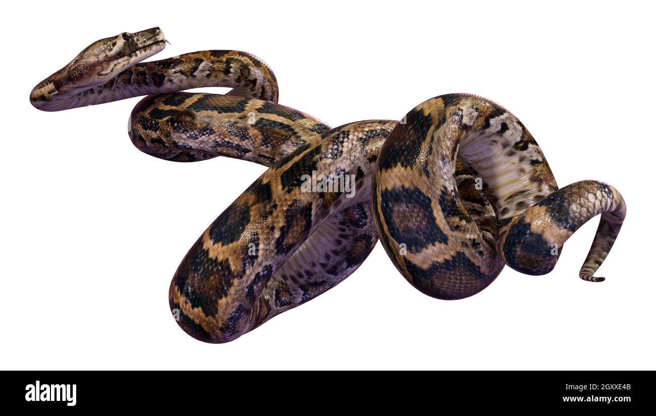 3D rendering of a Burmese python or Python bivittatus, one of the ...