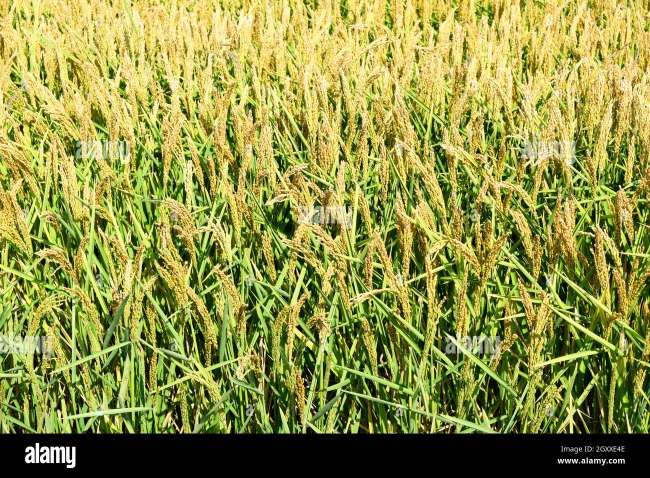 Field of rice in the rice paddies. Rice cultivation in temperate ...