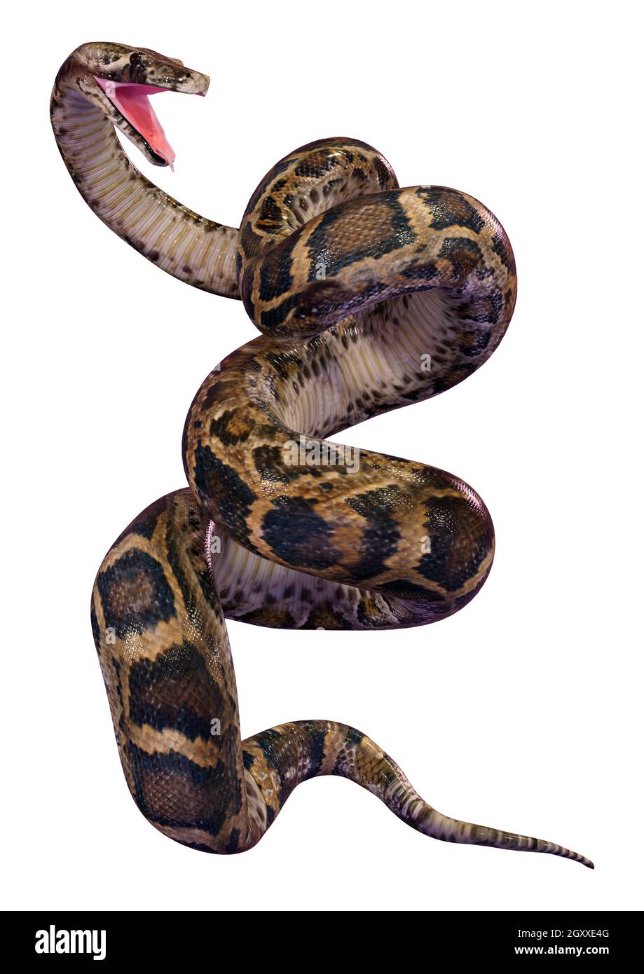 3D rendering of a Burmese python or Python bivittatus, one of the ...