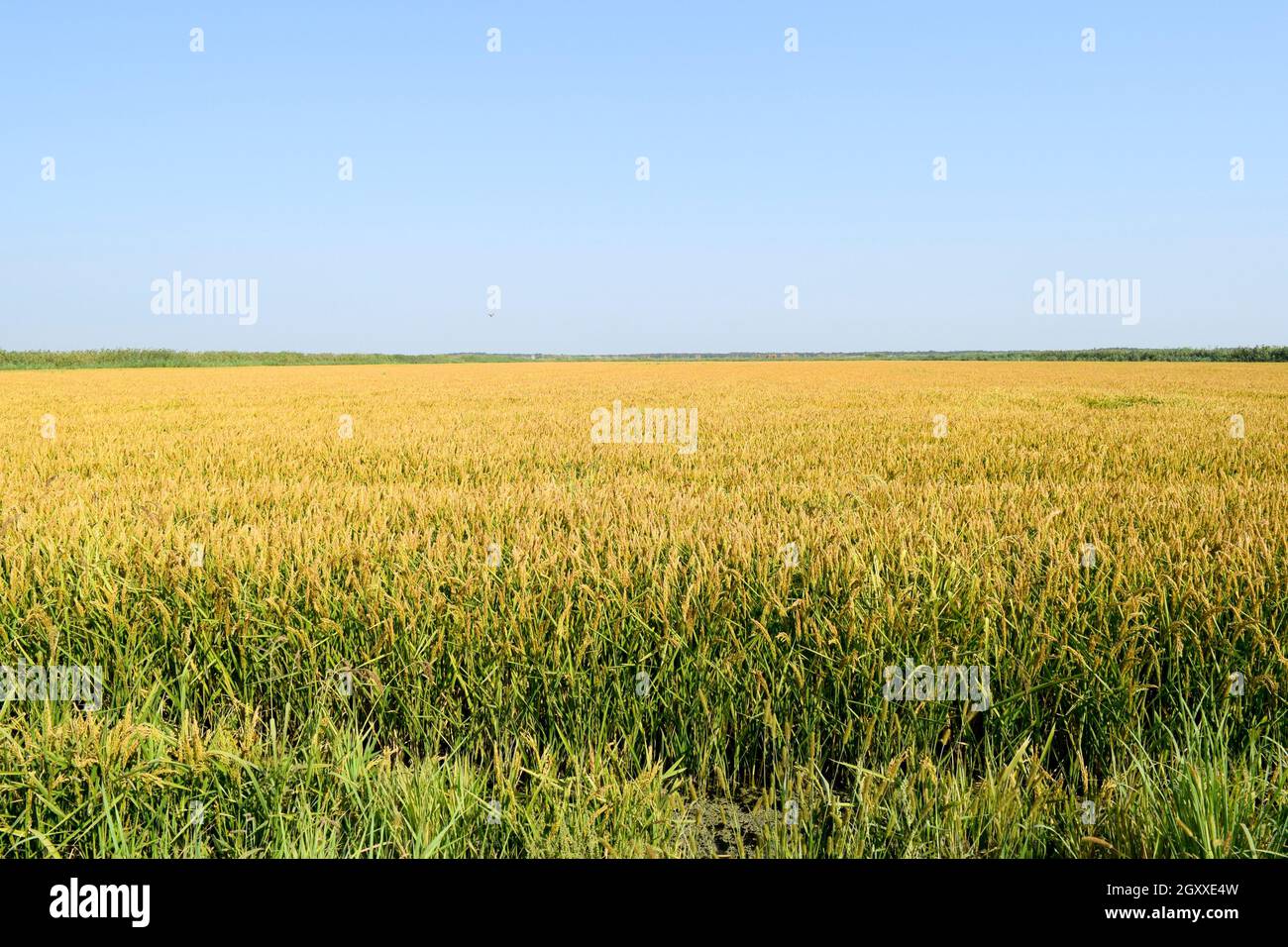 Field of rice in the rice paddies. Rice cultivation in temperate ...