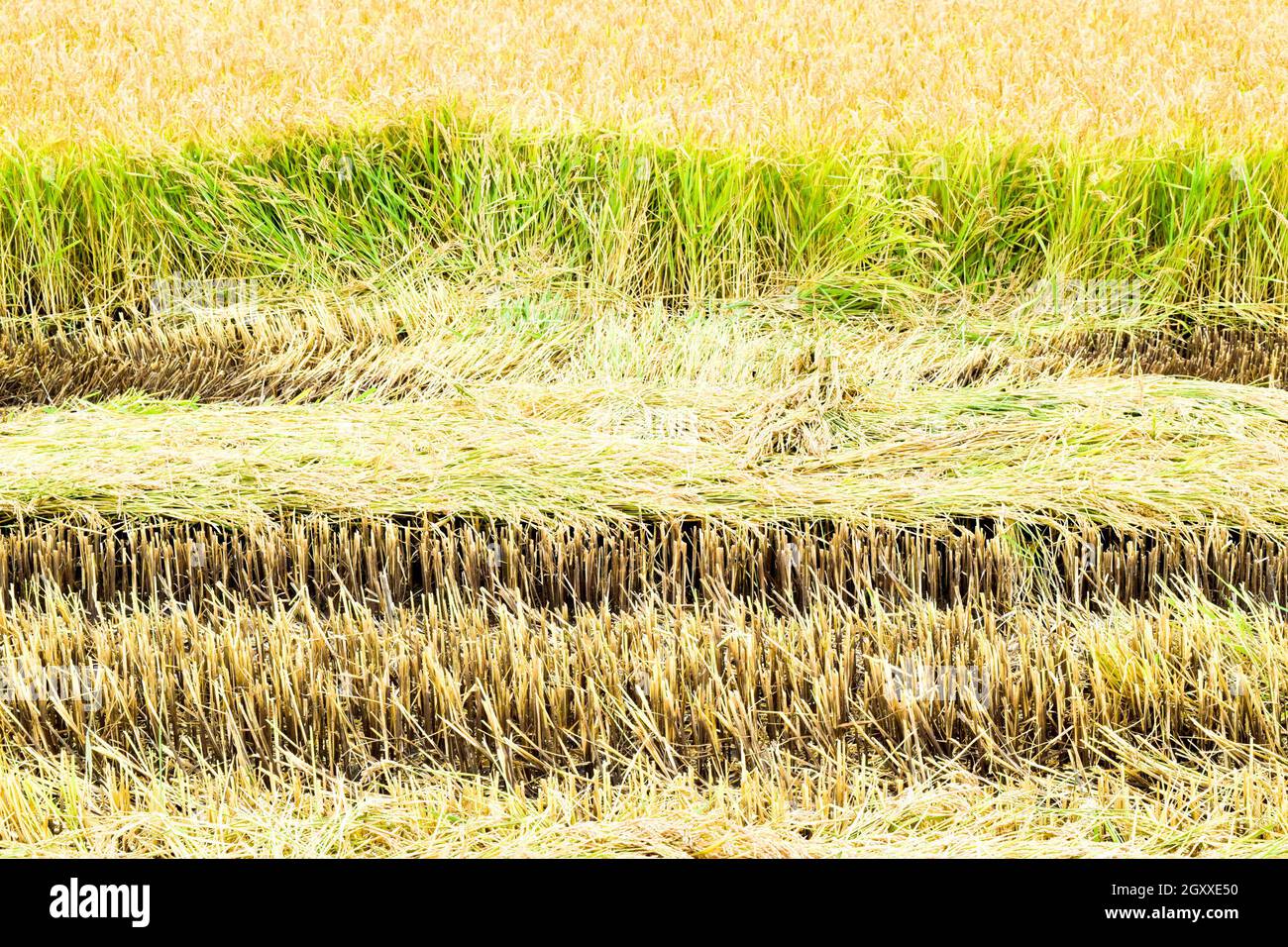 Field rice harvest began. Field of rice in the rice paddies. Rice ...