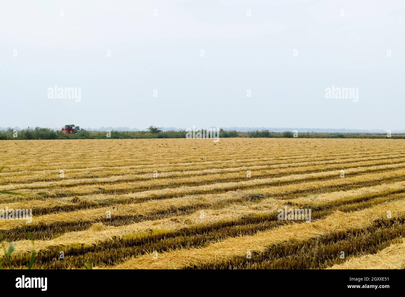 Field rice harvest began. Field of rice in the rice paddies. Rice ...