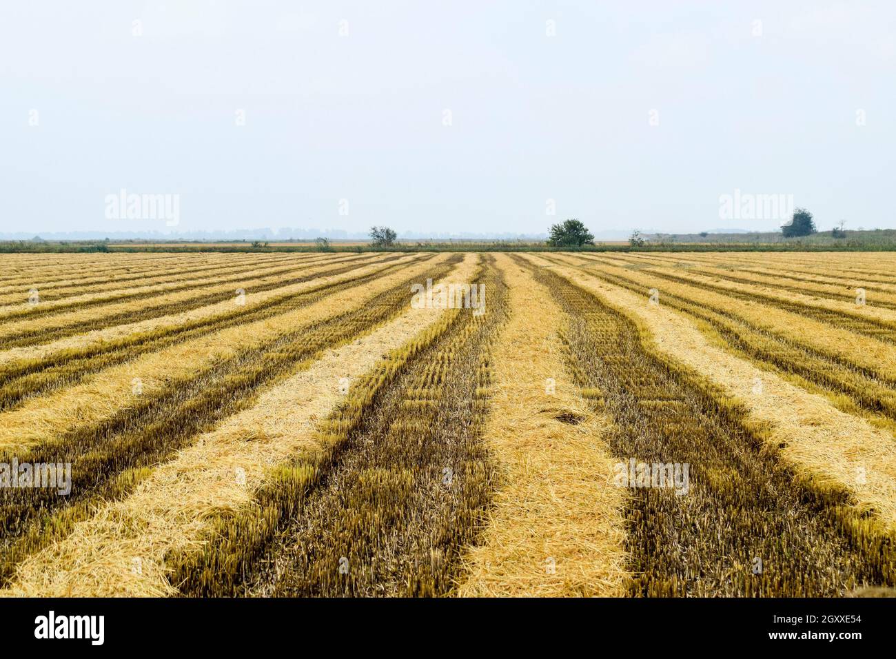 Field rice harvest began. Field of rice in the rice paddies. Rice ...