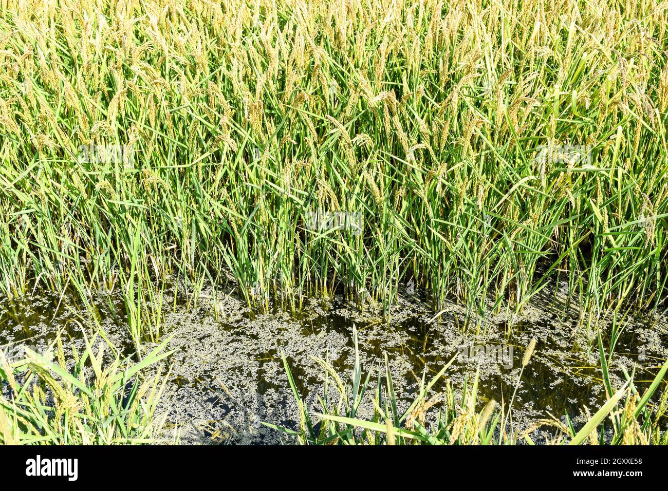 Field of rice in the rice paddies. Rice cultivation in temperate ...