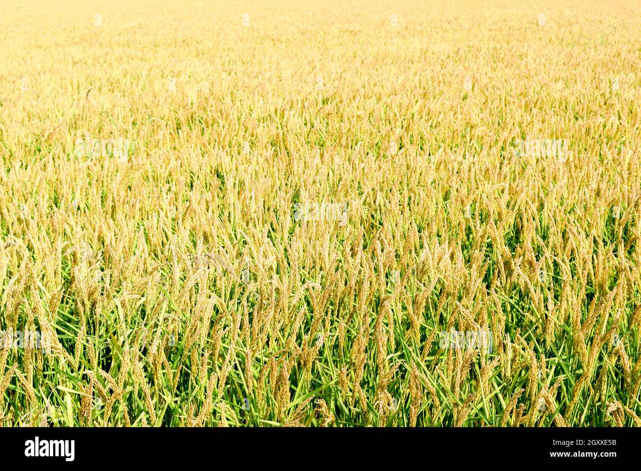 Field of rice in the rice paddies. Rice cultivation in temperate ...