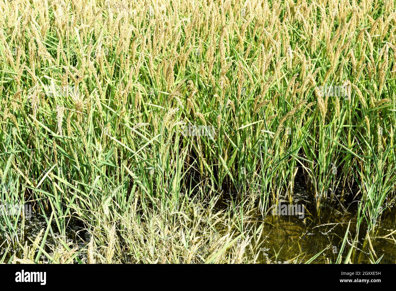 Field of rice in the rice paddies. Rice cultivation in temperate ...