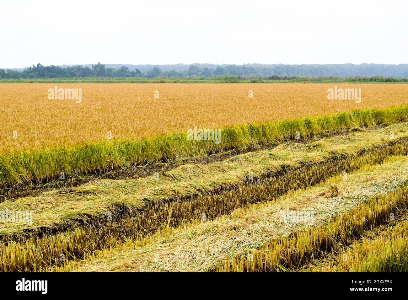 Field rice harvest began. Field of rice in the rice paddies. Rice ...
