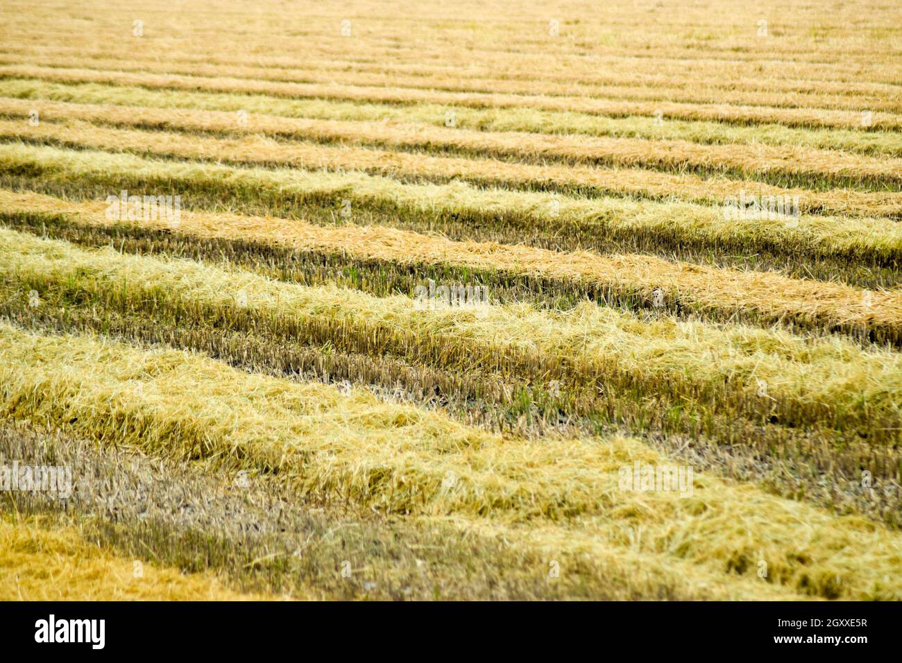 Field rice harvest began. Field of rice in the rice paddies. Rice ...